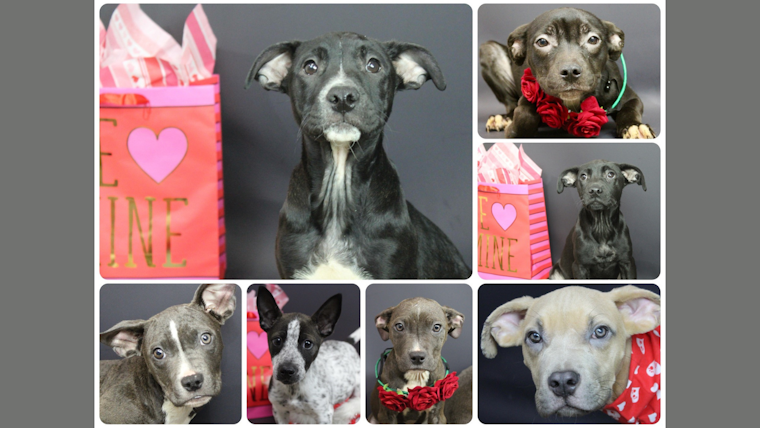 Find Love at Arlington Animal Services, Adopt a Furry Valentine Before