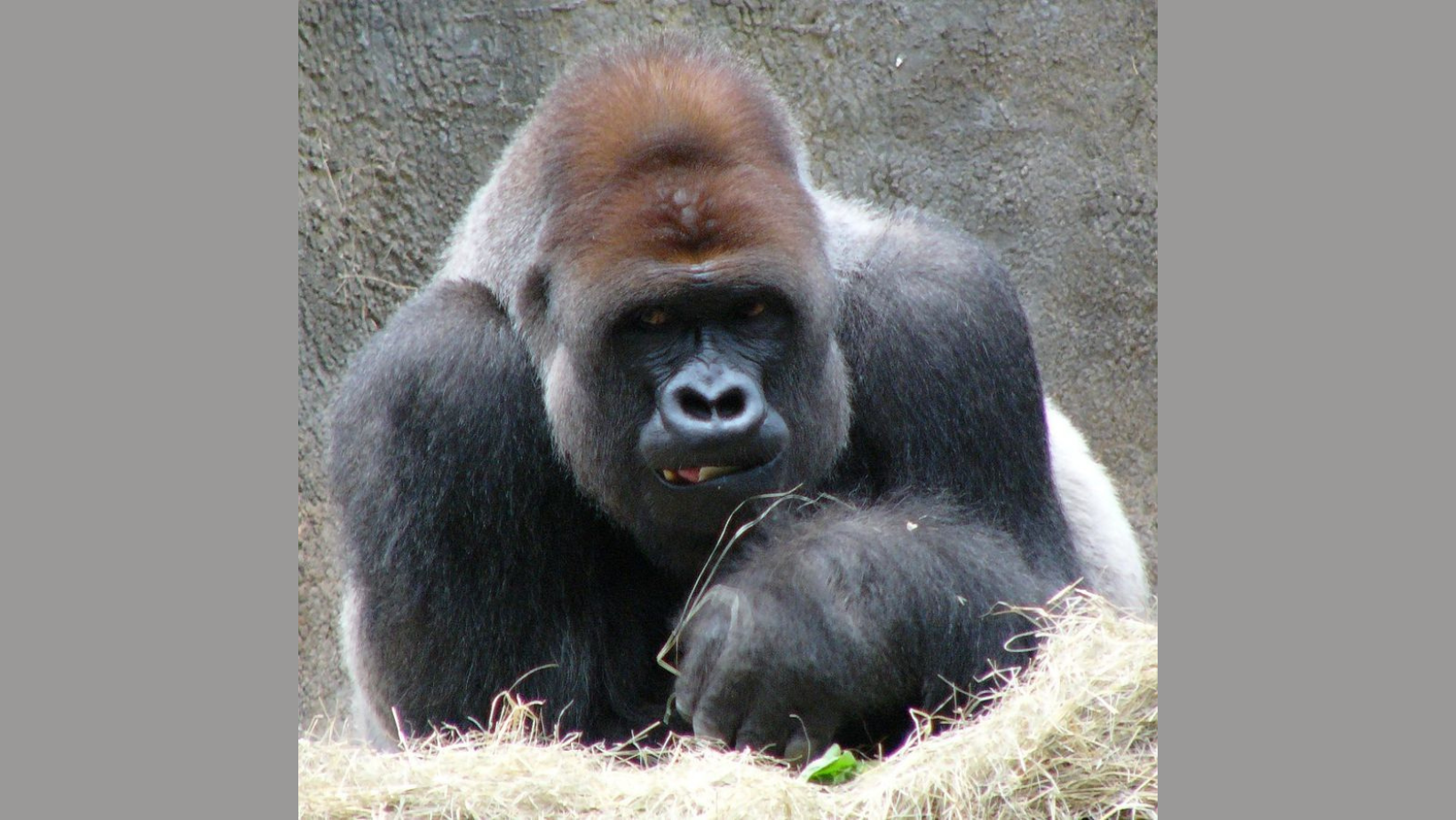 Fort Worth Zoo Welcomes Endangered Baby Gorilla Delivered by Emergency