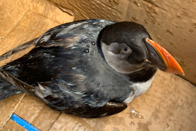 Miami Beach Lifeguards Rescue Injured Atlantic Puffin Far from Its