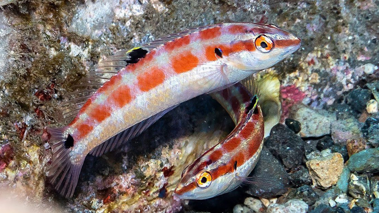 New Fish Species Discovered by UC San Diego Scientists in Mexico's