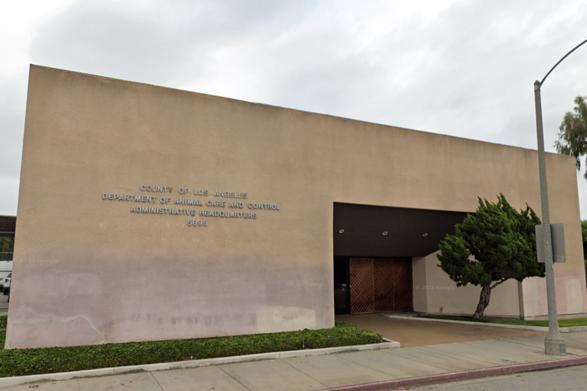 Over 140 Animals Seized and Now Up for Adoption After Illegal Compton