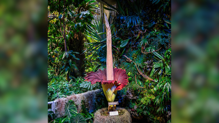 San Francisco's Corpse Flower "Mirage" Entices Visitors with Its