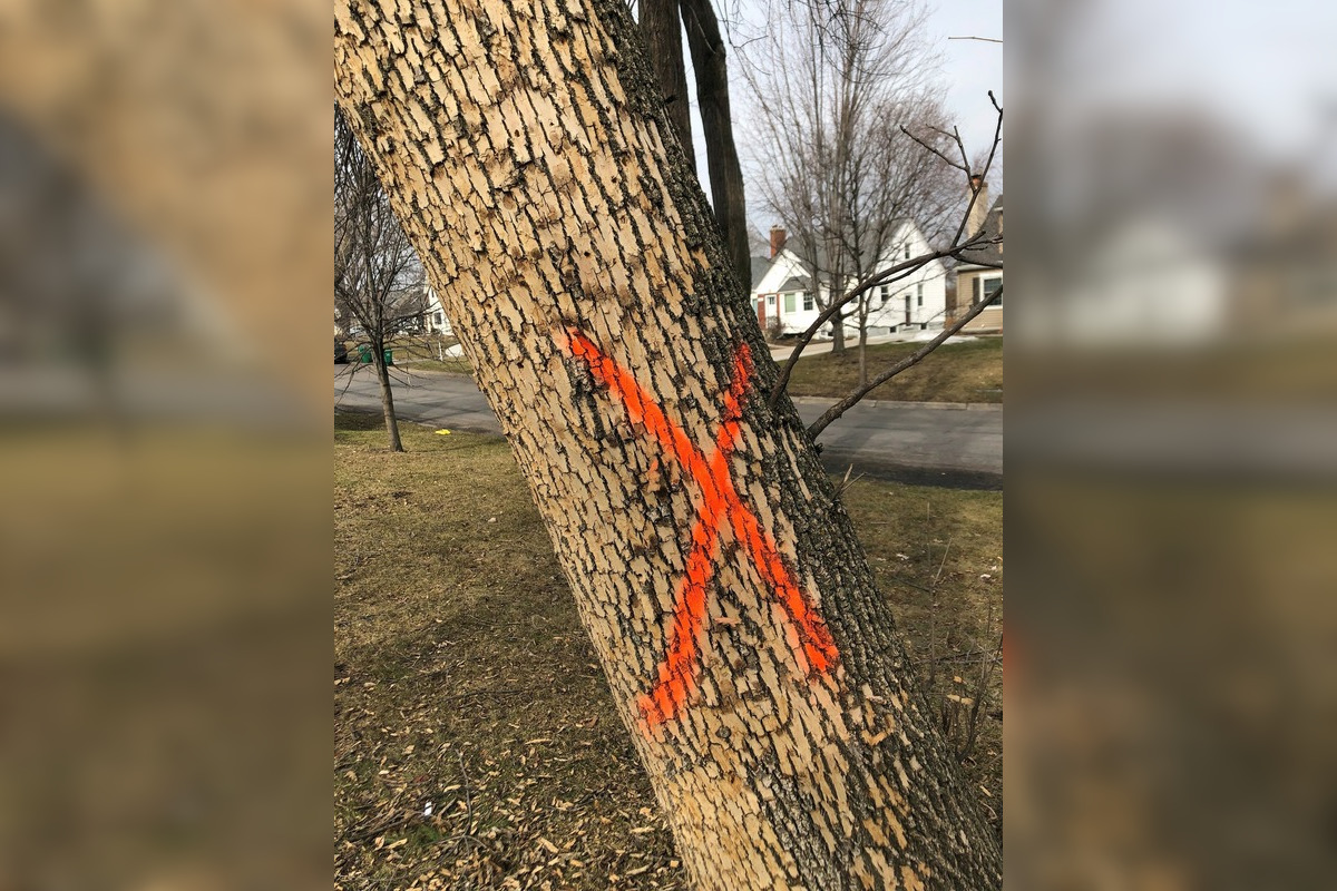 St. Louis Park to Remove 468 Ash Trees in Battle Against Invasive