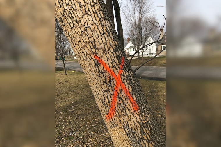 St. Louis Park to Remove 468 Ash Trees in Battle Against Invasive
