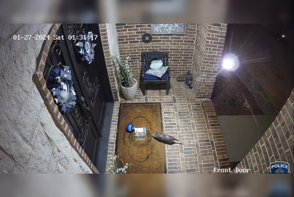 Texas Opossum Turns Porch Pirate, Swipes Birthday Cookies from