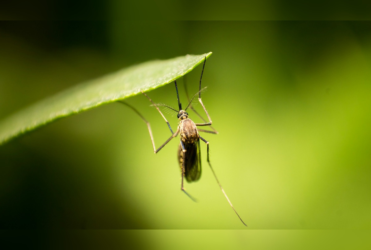 Anoka County Readies for Mosquito Season, Heralds Infrastructure and