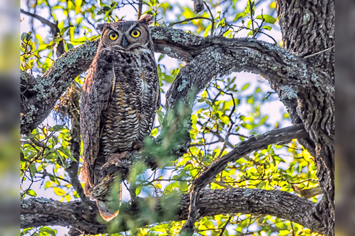 Austin Welcomes Return of Beloved Owl Athena to Lady Bird Johnson