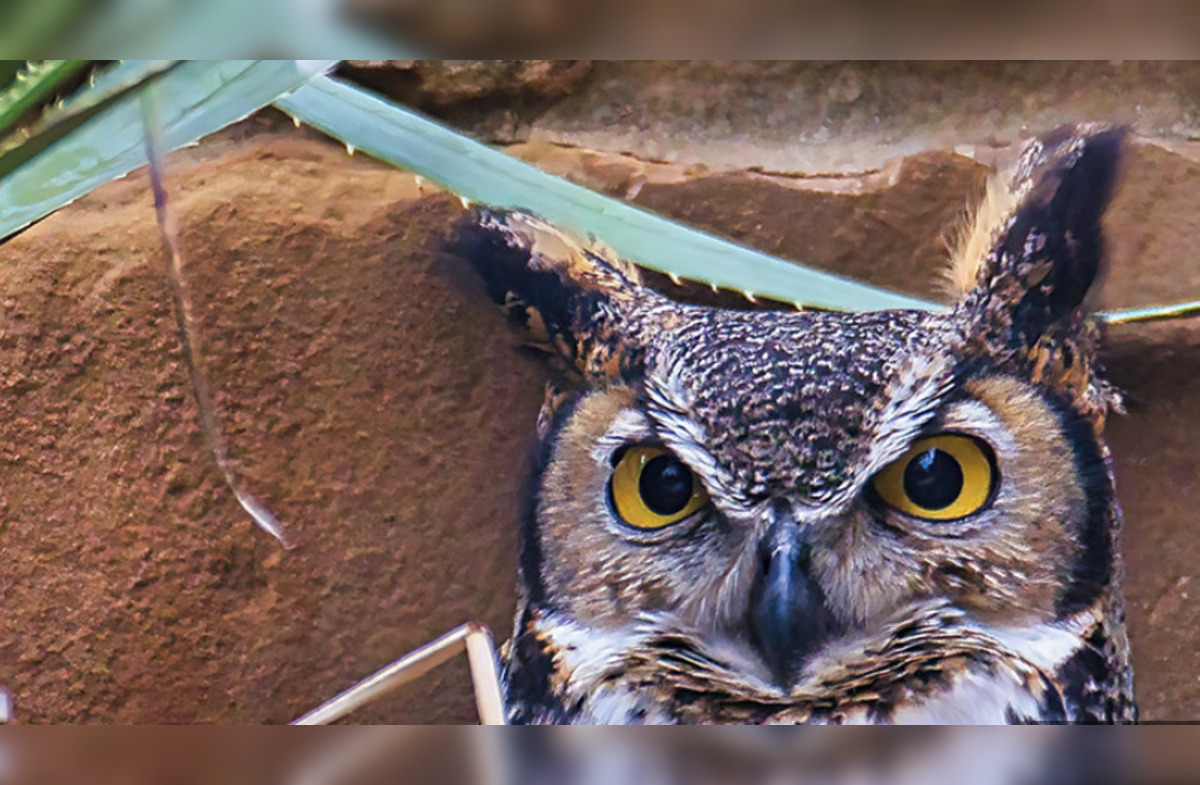 Austin's Great Horned Owl, Athena, Entrances Viewers with Live Nest