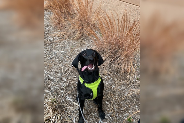 Brooklyn Park Police Seek Owner of Lost Dog Found in Minneapolis Area