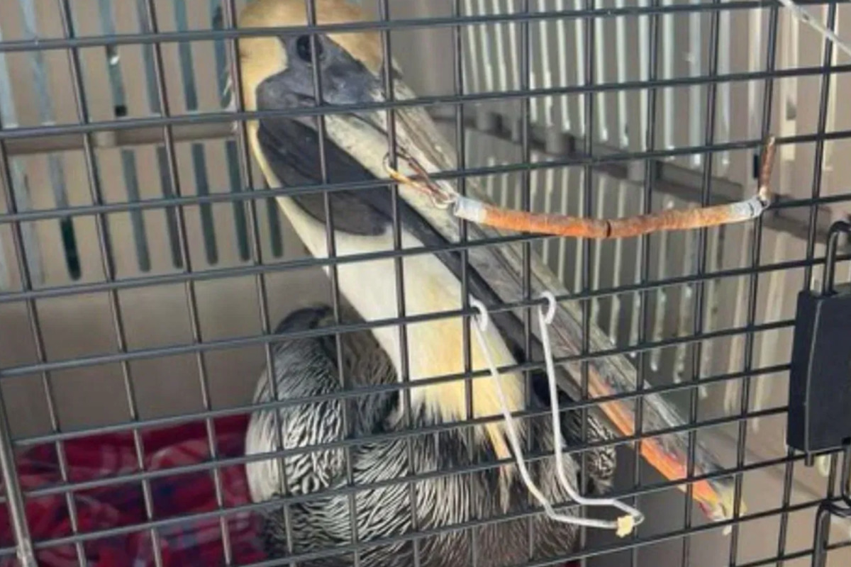 Broward Sheriff's Firefighters Heroically Rescue Pelican Entangled in
