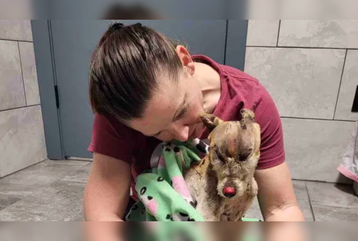 Burned Dog Phoenix Shows Remarkable Recovery in Texas, Foster Parent
