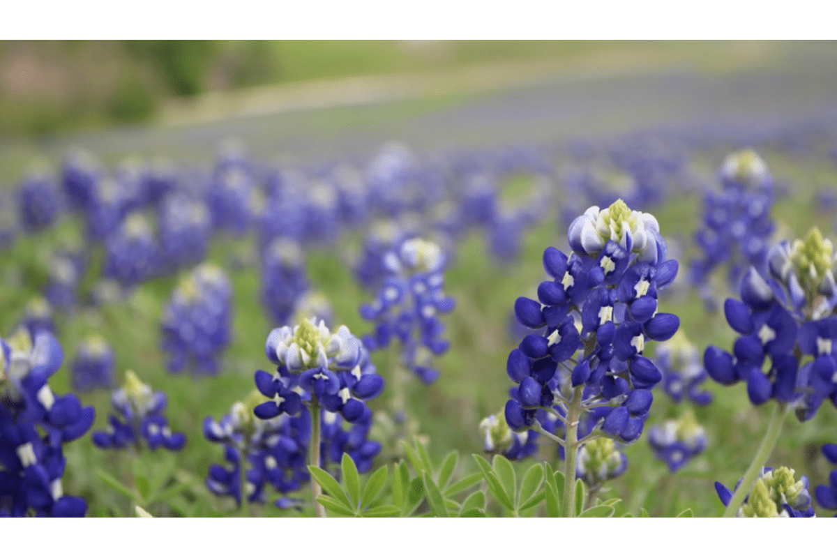 Central Texas Highways Bloom with Bluebonnets as TxDOT's Wildflower