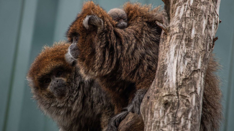 Dallas Zoo Celebrate Birth of Rare Black and Whike Colobus Monkeys