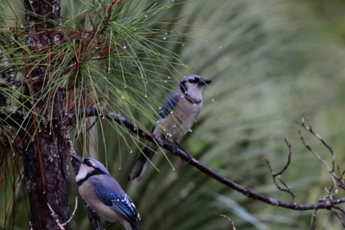 Deering Estate's "Garden" Exhibition Blends Sound and Sculpture in