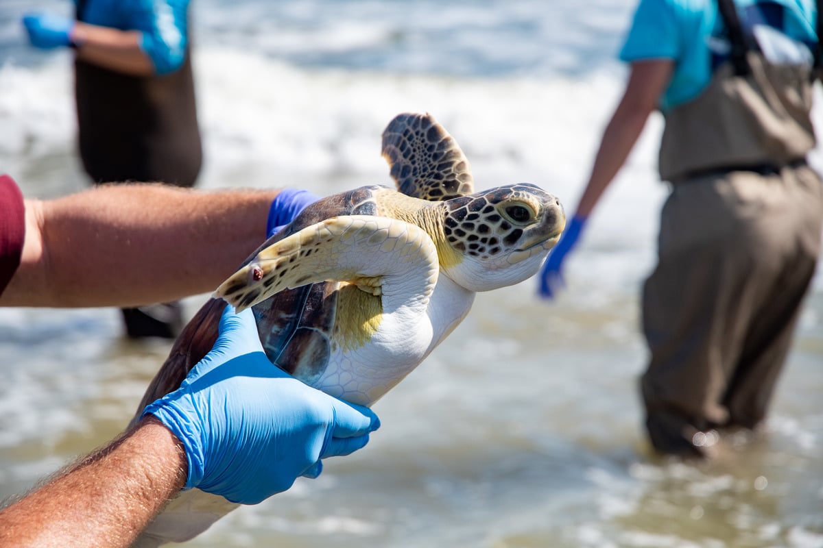Endangered Green Sea Turtles Return to Gulf of Mexico after Houston