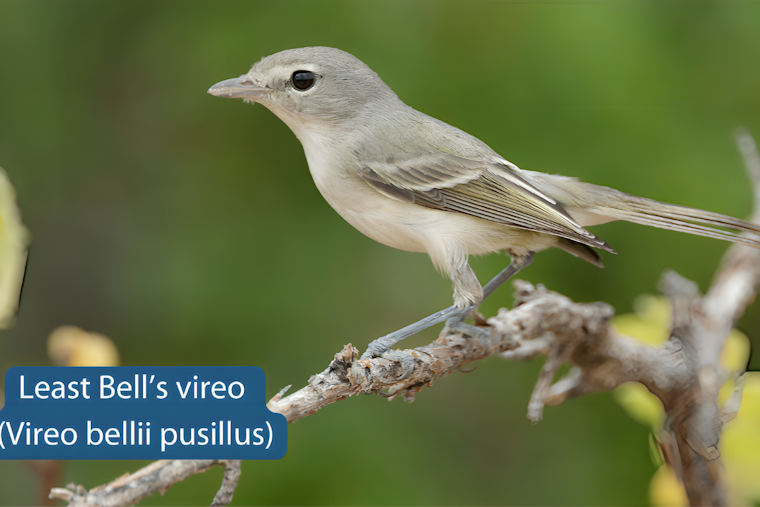 Endangered Songbird, Least Bell's Vireo, Returns to Carlsbad Wetlands