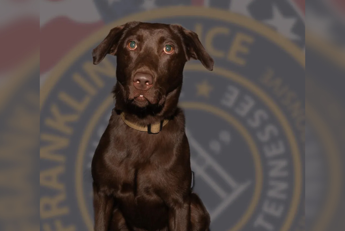 Franklin Police Department Welcomes Koby, New Narcotics Detection