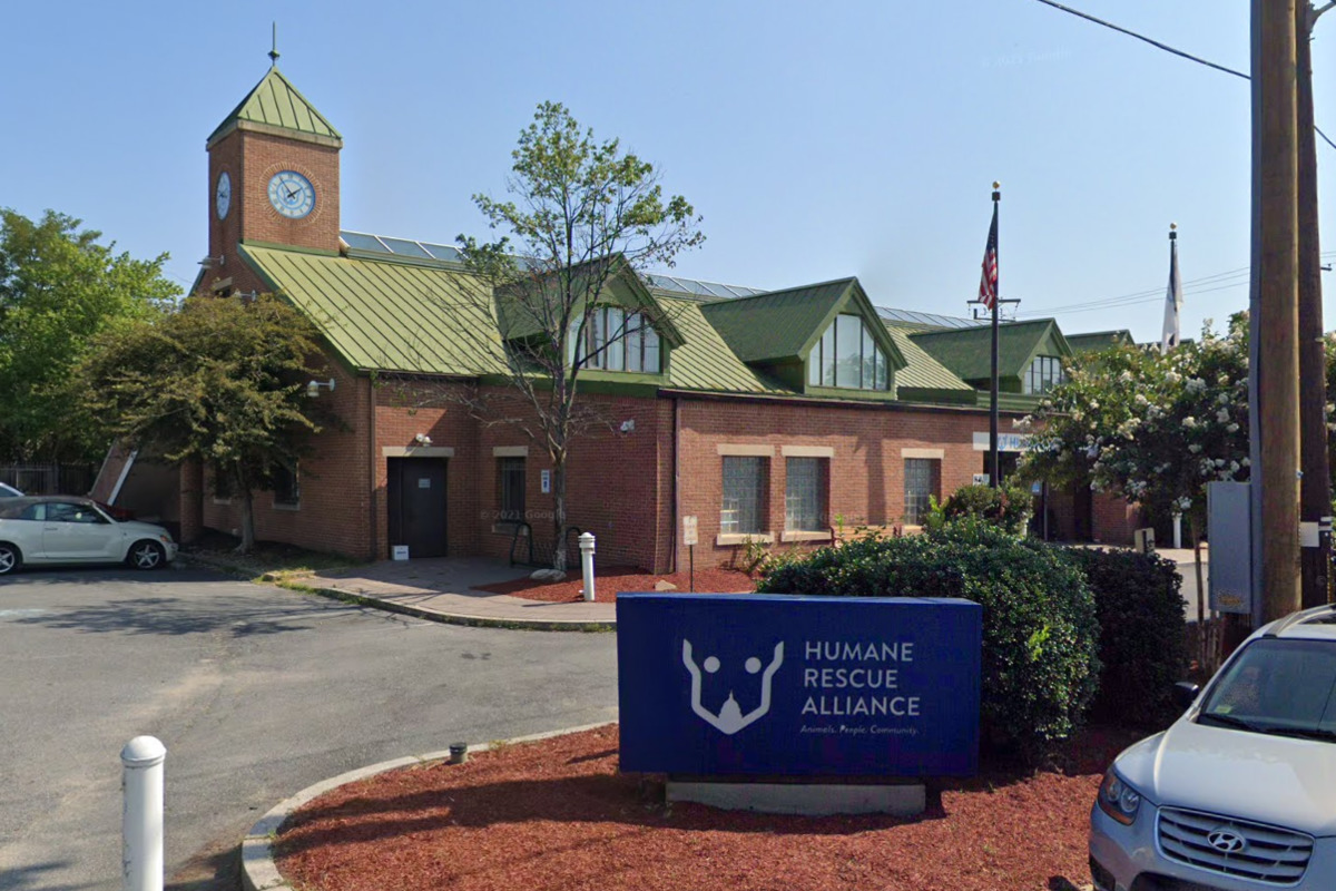 From Crisis to Comfort: 31 Rescued Dogs in D.C. Seek New Beginnings