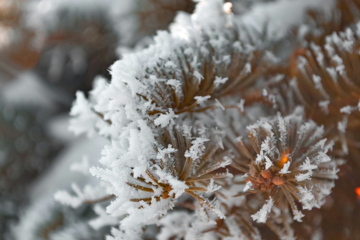 Frost Advisory in East Arkansas, Southeast Missouri, West Tennessee
