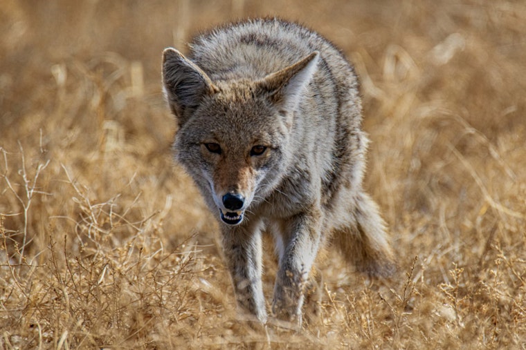 Increased Coyote Activity in Metro Atlanta Prompts Gwinnett County