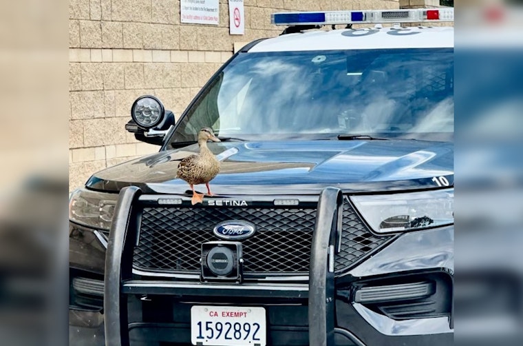 Irvine Police Encounter Friendly Duck on Patrol Car; Share Wildlife