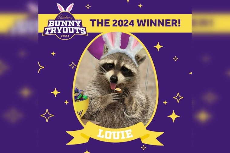 Louie the Raccoon, Miami's Masked Munchkin, Crowned 2024 Cadbury