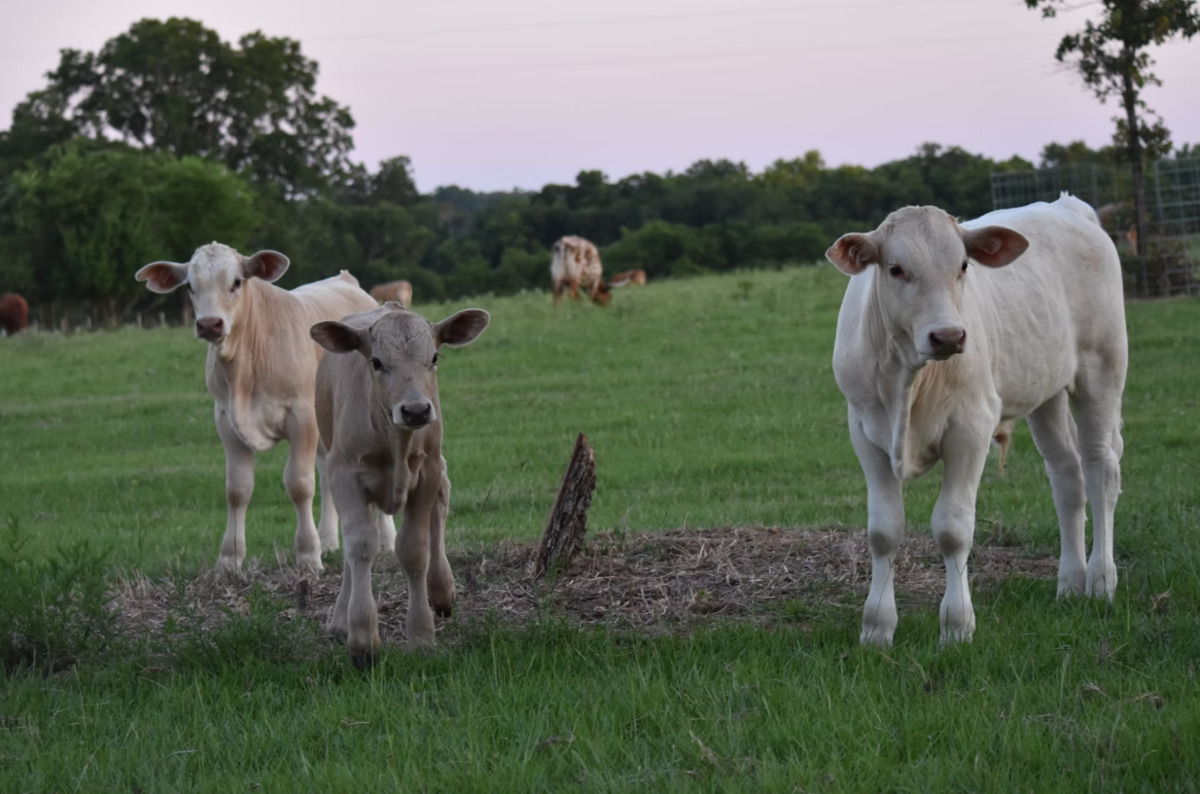 Massive Panhandle Blaze Claims Lives of 7,500 Cattle, Texas Ranchers