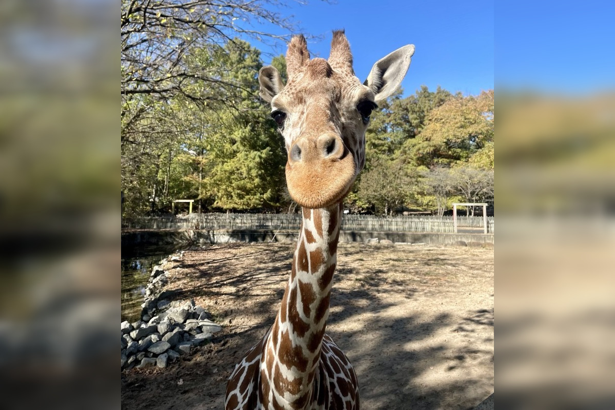 Memphis Zoo Mourns the Loss of Beloved Giraffe Angela Kate After