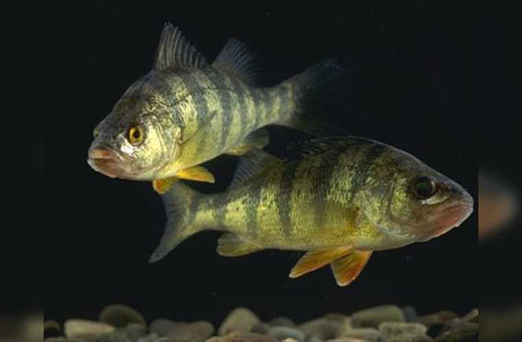 Oliver Springs Angler Hooks Record-Breaking Yellow Perch at Kentucky's