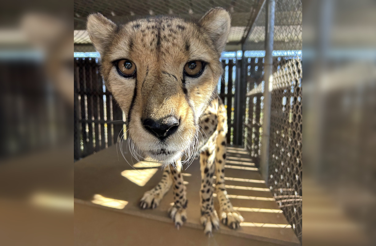 Phoenix Zoo Mourns Loss of Beloved 10-Year-Old Cheetah Beau After