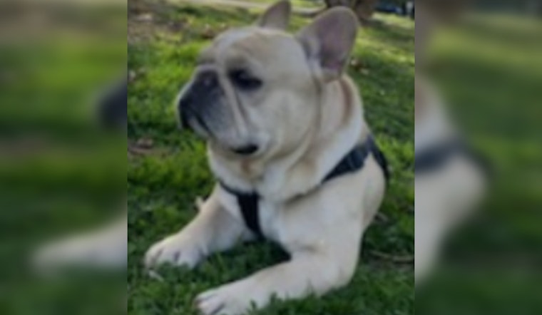 Public's Help Sought in Northwest D.C. After French Bulldog Goes Public's Help Sought in Northwest D.C. After French Bulldog Goes