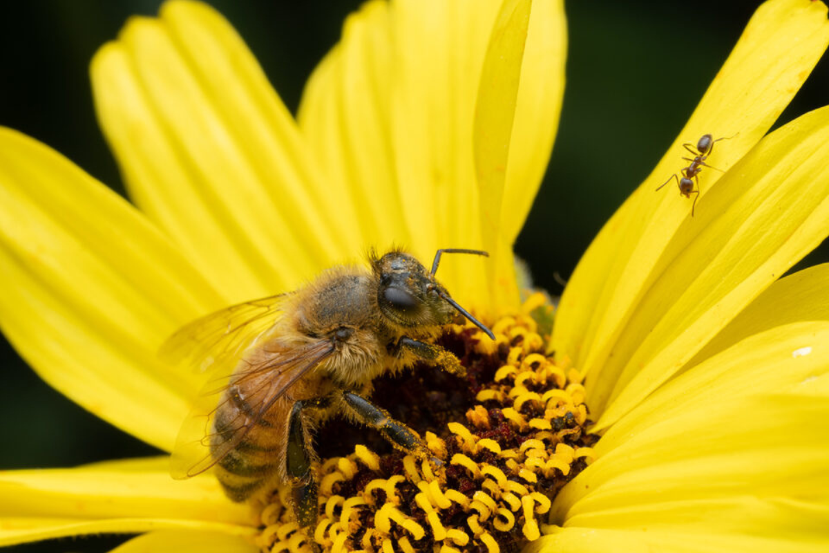 San Diego County Advises on Bee Safety During Spring Bloom, Know How