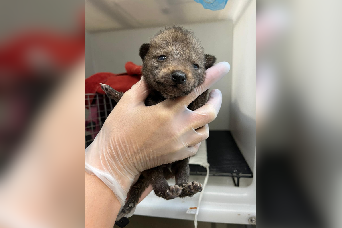 San Diego Humane Society Rescues Coyote Pups in Pacific Beach,