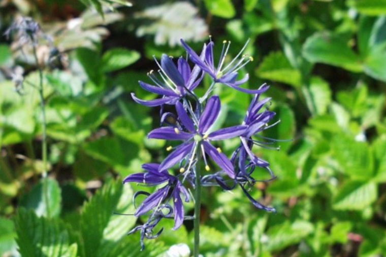 Seattle's Spring Buzz: Nature and Hoops Fever Flourish in Local Parks