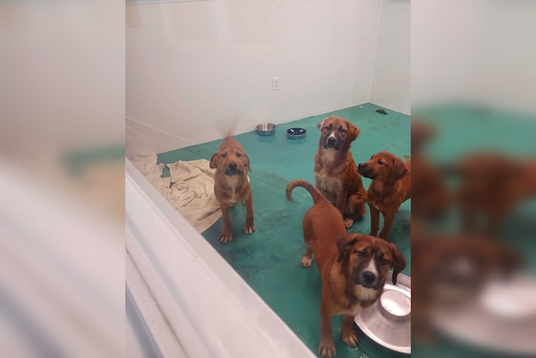 Sevier Animal Care Center in Sevierville Overwhelmed, Urges Adoptions