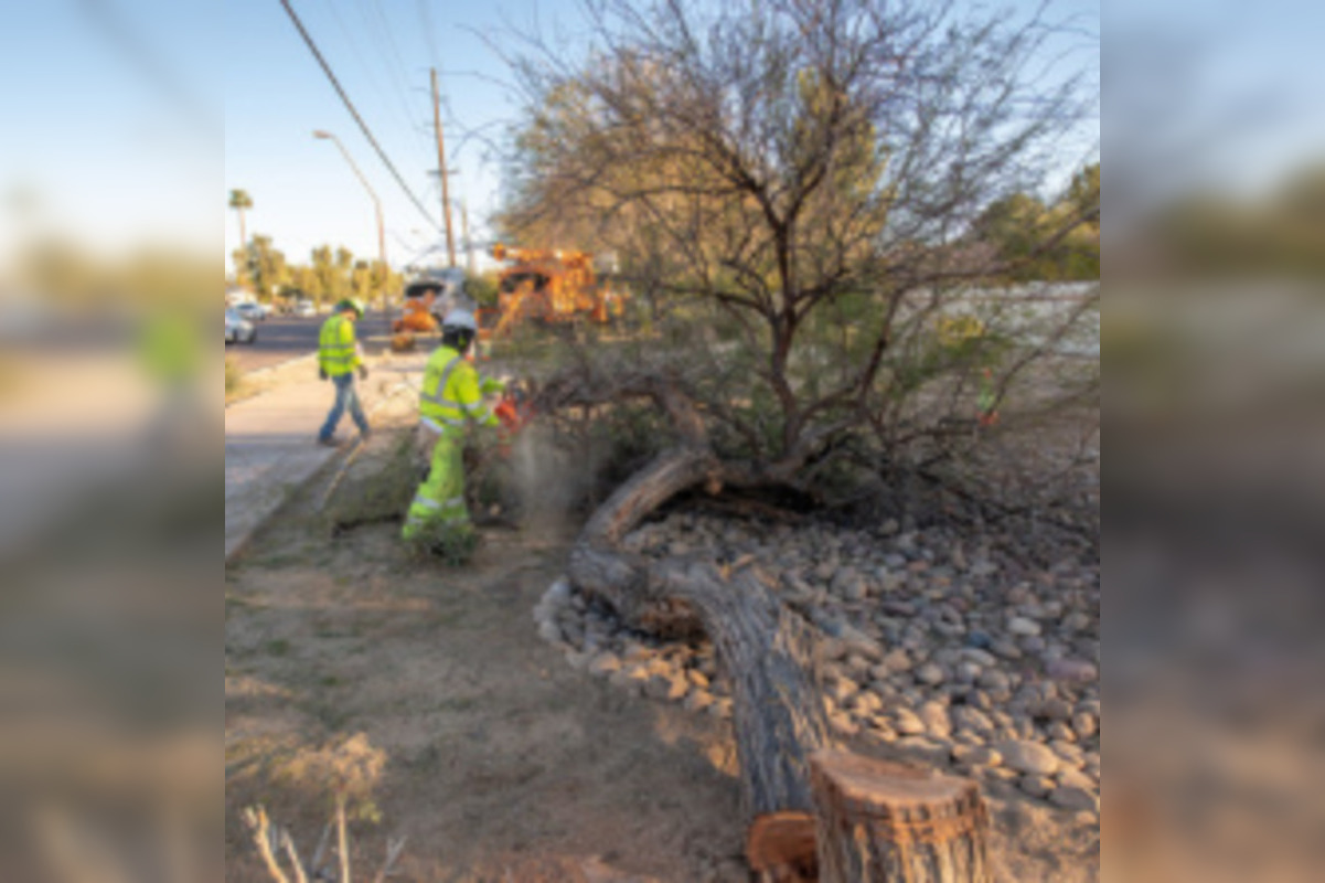 SRP to Plant 200 Trees, Strategically Removing 67 for Power Line