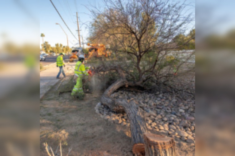 SRP to Plant 200 Trees, Strategically Removing 67 for Power Line