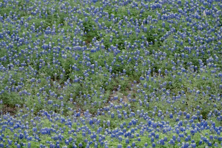 Texas Set for Spectacular Superbloom, Bluebonnets Expected to Blanket