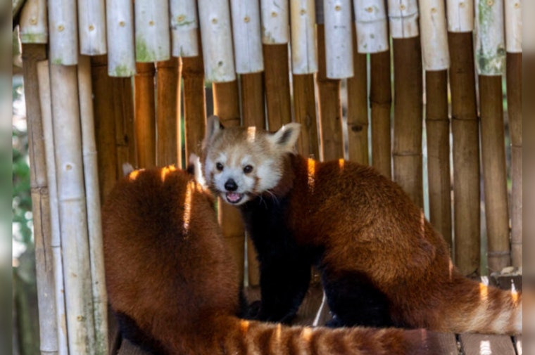 Zoo Atlanta Grieves Sudden Loss of Beloved Red Panda, Ruby