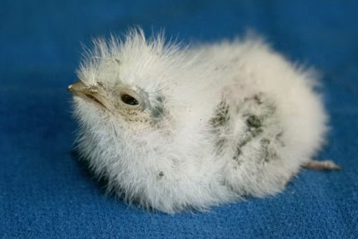 Zoo Miami Celebrates First-Ever Hatching of Tawny Frogmouth, Augurs