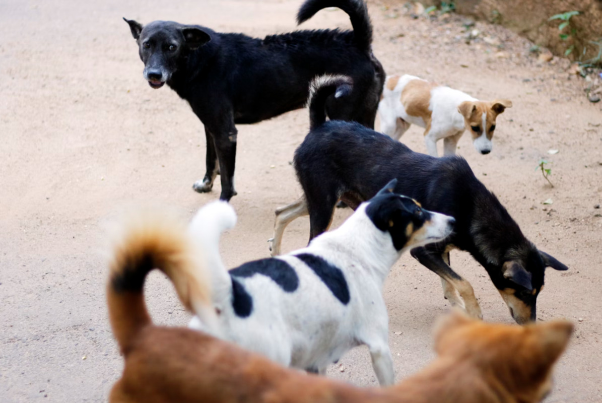 Bexar County Invests $8.8 Million to Combat Stray Dog Issue with