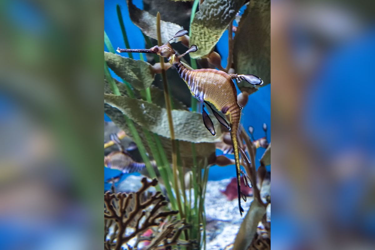 Birch Aquarium Celebrates Second Successful Weedy Seadragon Egg