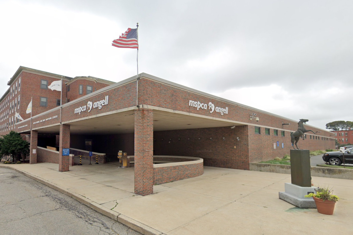 Boston's MSPCA-Angell Joins Forces with National Groups to Rescue 25