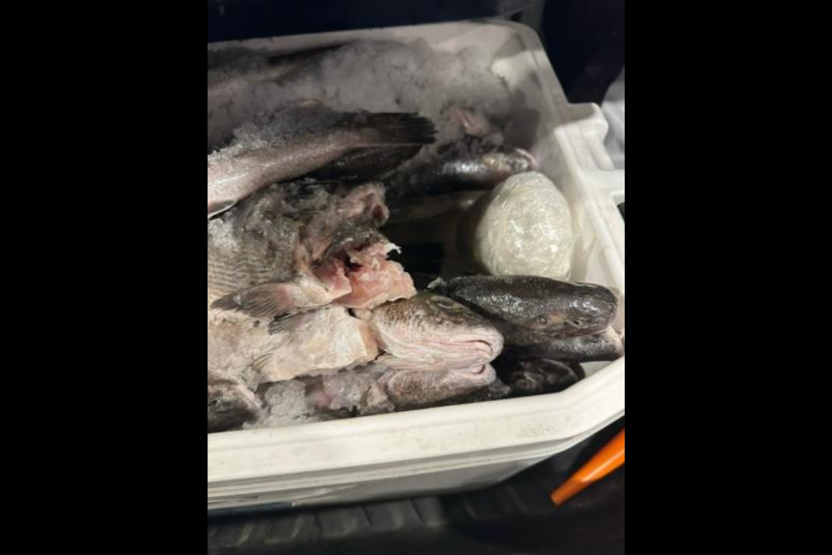 Calexico CBP Officers Intercept 47 Pounds of Meth Hidden Among Fish in