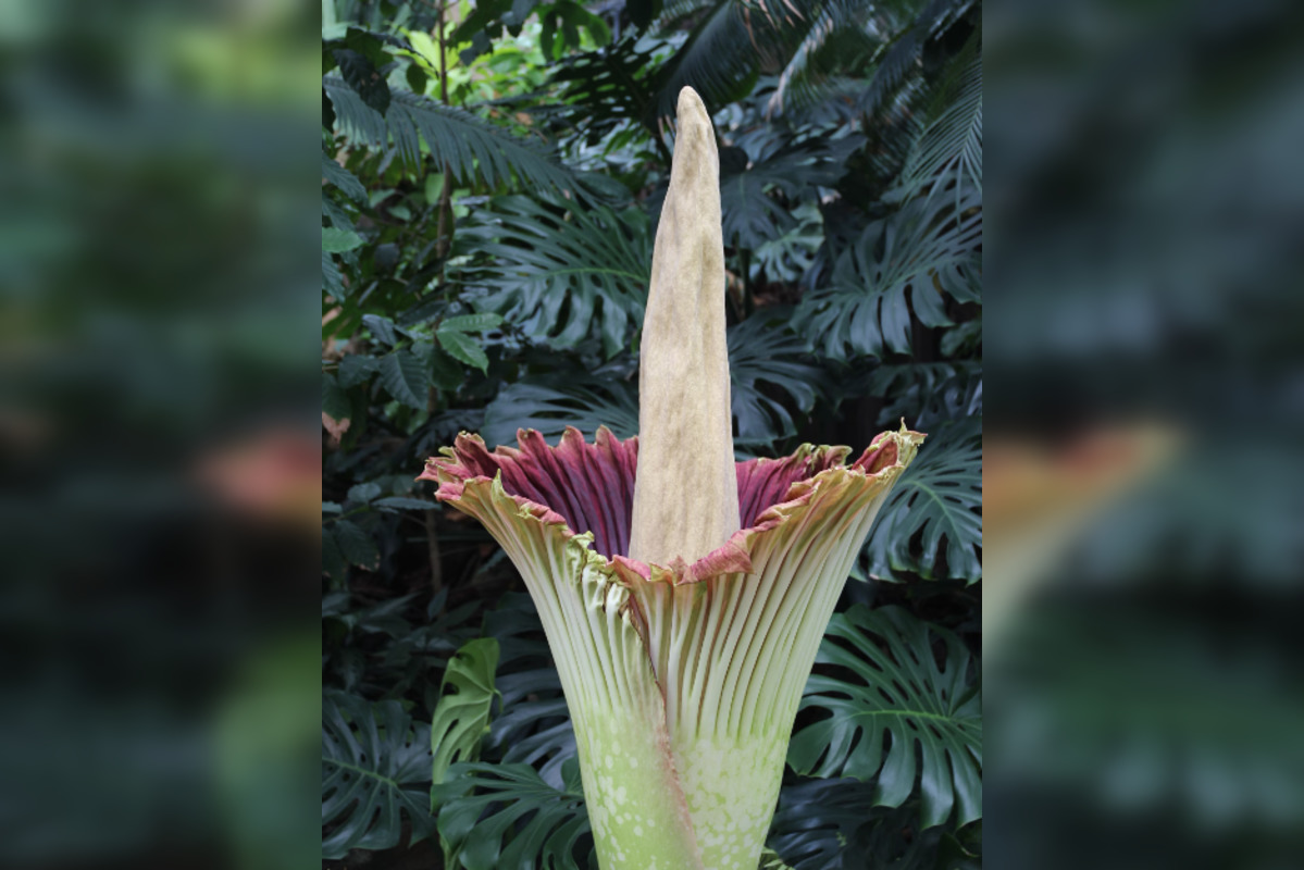 Dexter's Own 'Corpsy', Michigan's Rare Corpse Flower Set to Unleash