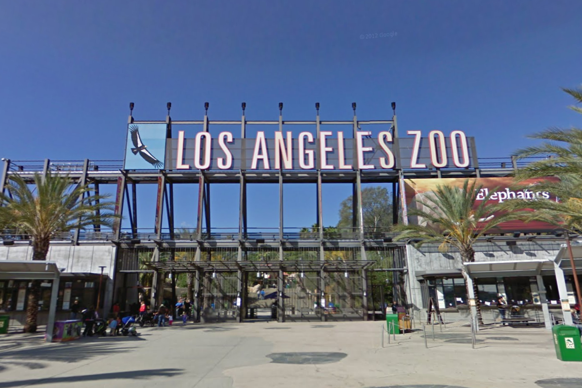 Endangered California Condor Chicks Hatch at LA Zoo, Signaling Hope