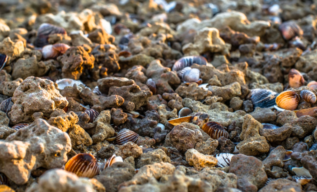 Fecal Pollution Risks Imposing Harvest Restrictions on Shellfish in