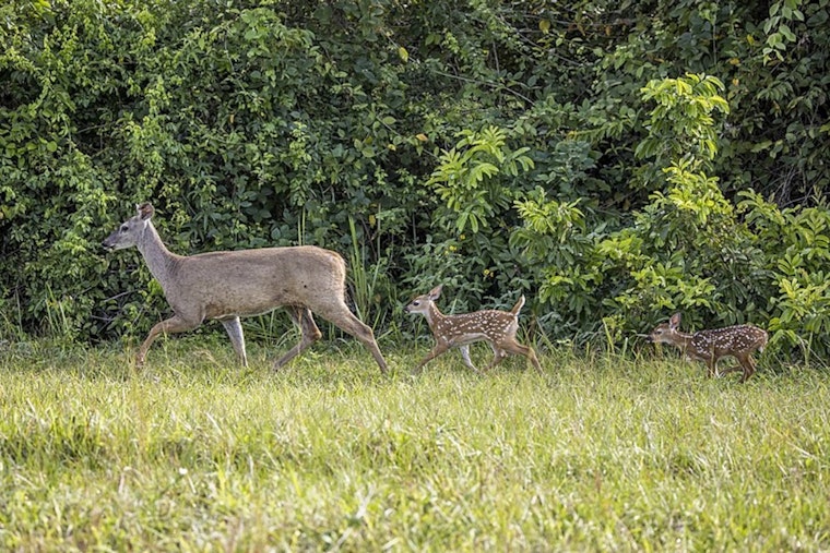 First Cases of Chronic Wasting Disease Detected in Real County Deer