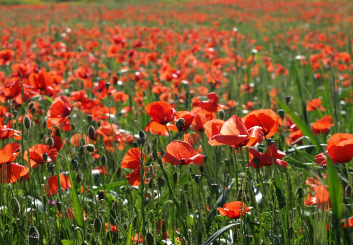 Georgetown's Red Poppy Festival Hits 25-Year Milestone, Attracts