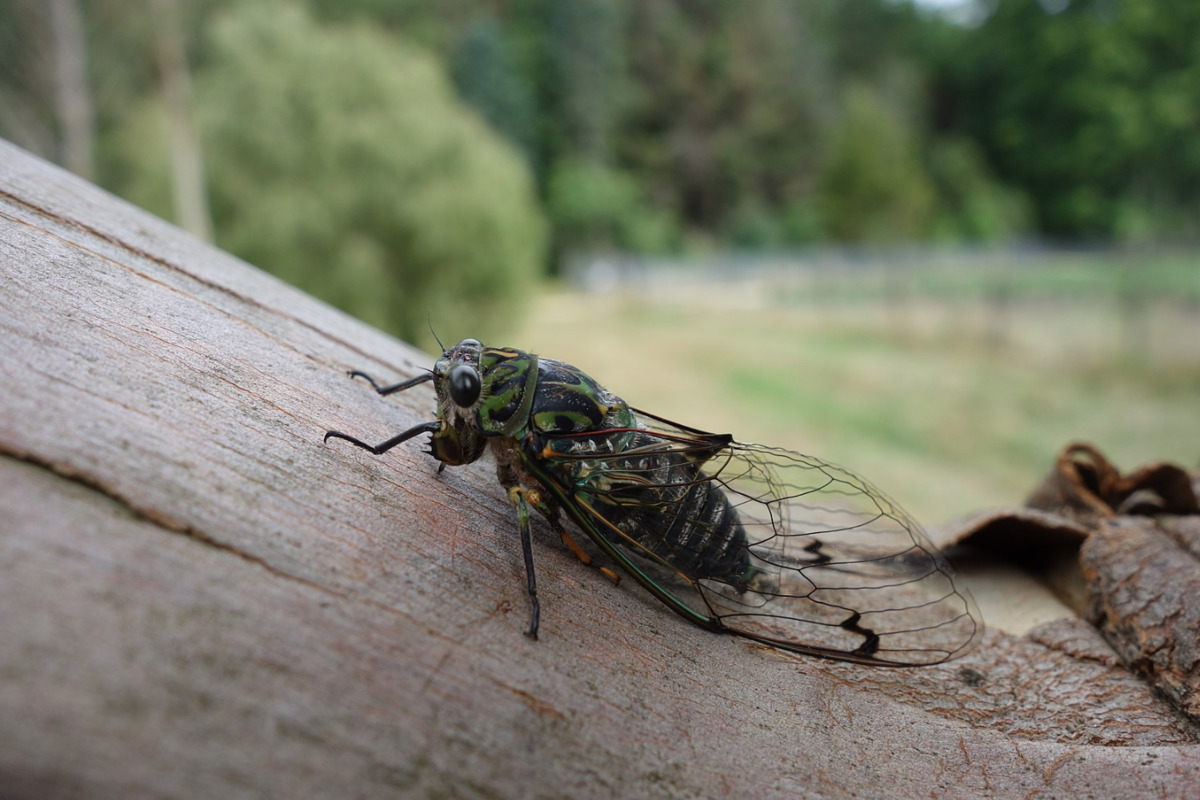 Georgia Set for Spectacle While Millions of 13-Year Cicadas Prepare to